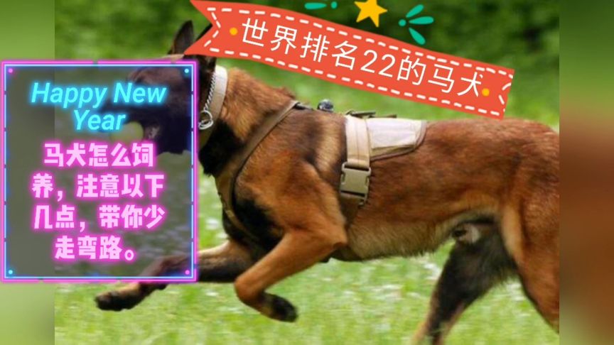 世界所有犬类排名22位,马犬怎么饲养带你少走弯路?
