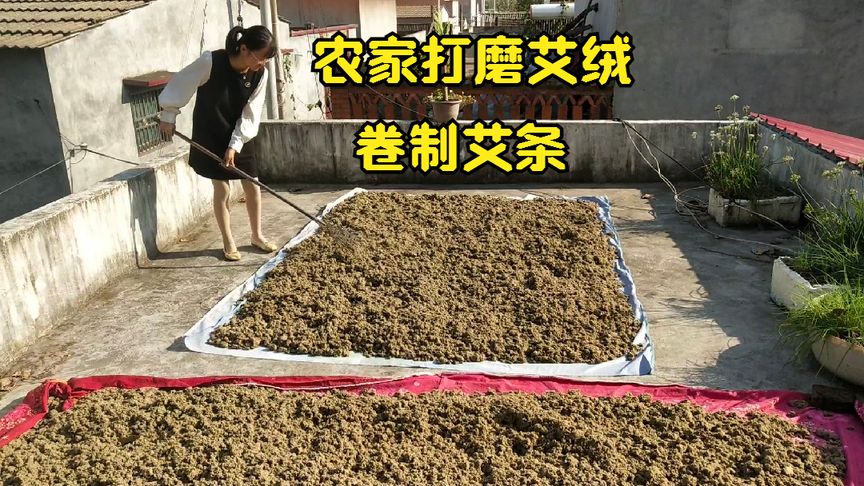 带领大家看欣欣家手工打磨三年陈艾叶提纯艾绒 卷制艾条整个过程