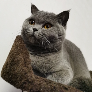 不管嘴不迈腿的羽缎 