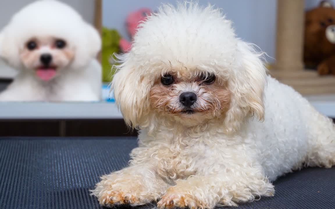 剪头时泰迪不愿意配合,老何使用妙招成功化解,最后剪成什么样呢