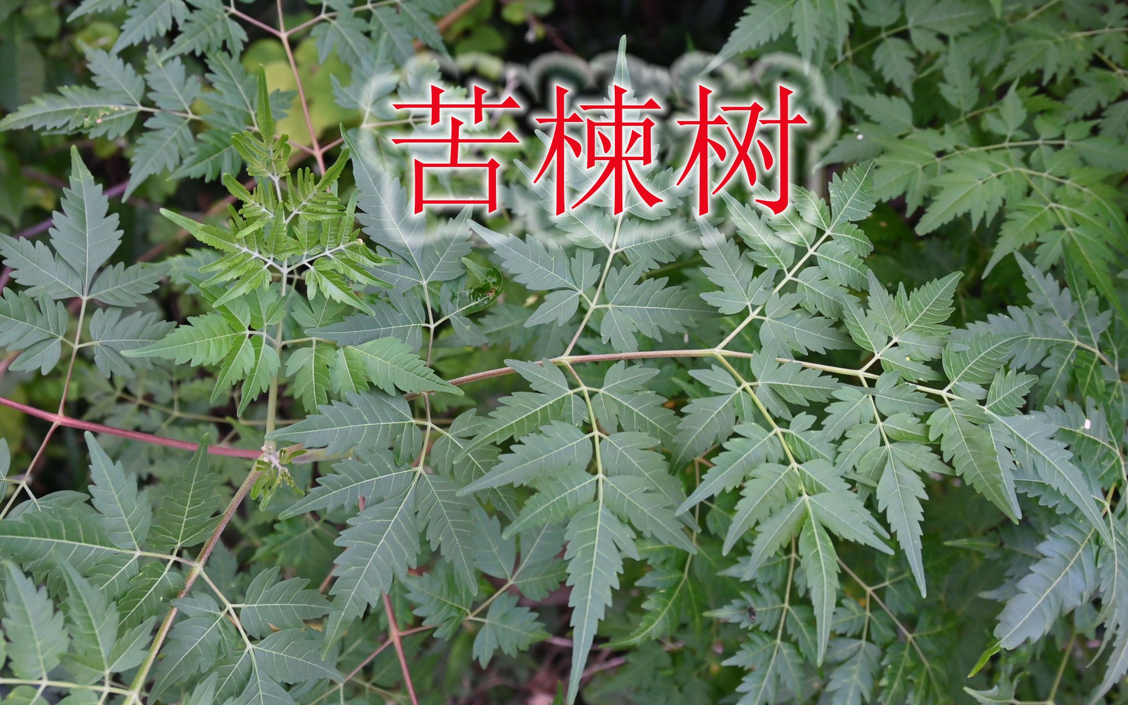 农村人不了解的“苦楝树”,有哪些用途与价值?大家切记不误食它