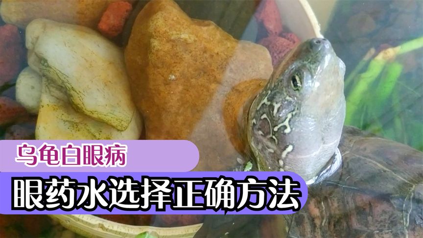 乌龟白眼病要用哪种眼药水?千万别乱用滴眼液,正确选择方法在此