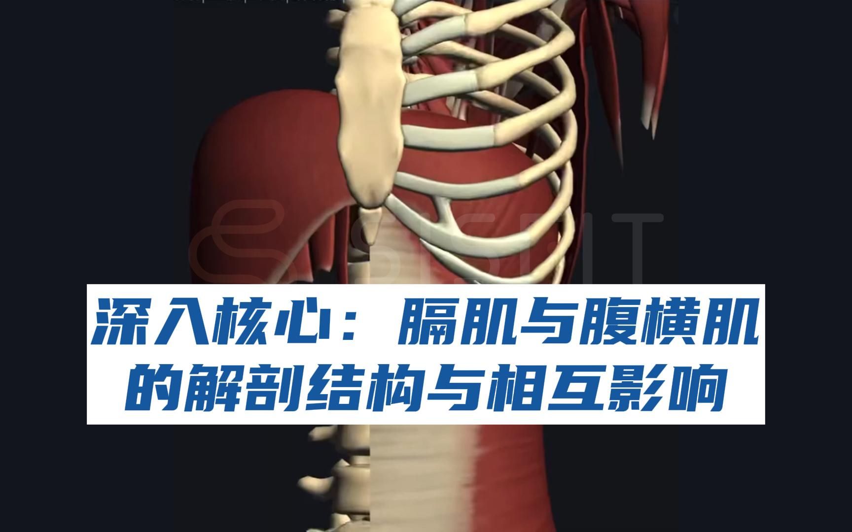 膈肌与腹横肌如何共同影响呼吸与核心?