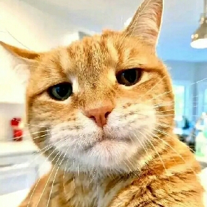 -金钱猫- 