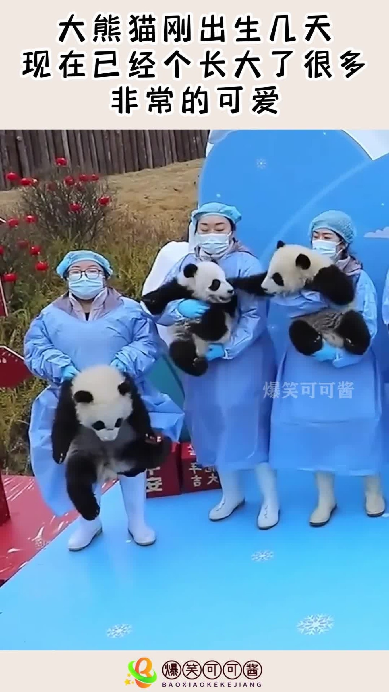大熊猫刚出生几天,现在已经个长大了很多,非常的可爱