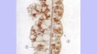 【生物倒置显微镜】老品牌_质量硬道理-用户放心品牌