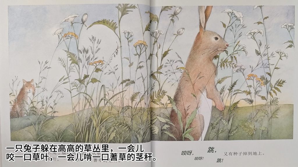 童书推介:《野地上的花园》