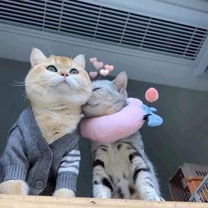 潍科保安一枚鸭