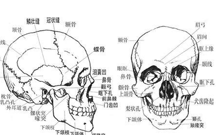 头部结构画法 人头部结构画法 头部结构图解大全 动漫人物头部画法 ...