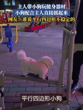 ...玩健身器材,小狗配合主人直接摇起来,网友:谁说平行四边形不稳定的