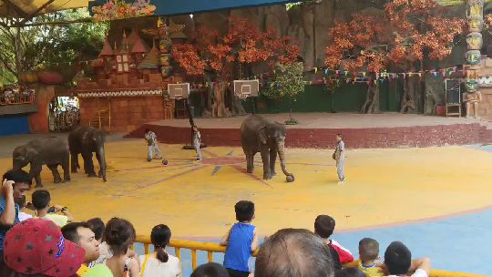 南宁动物园,大象馆大象精彩杂技表演,惊悍现场观众,门票买得值