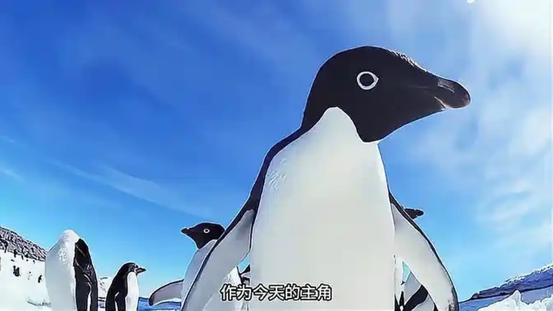 北极熊与南极企鹅的日常