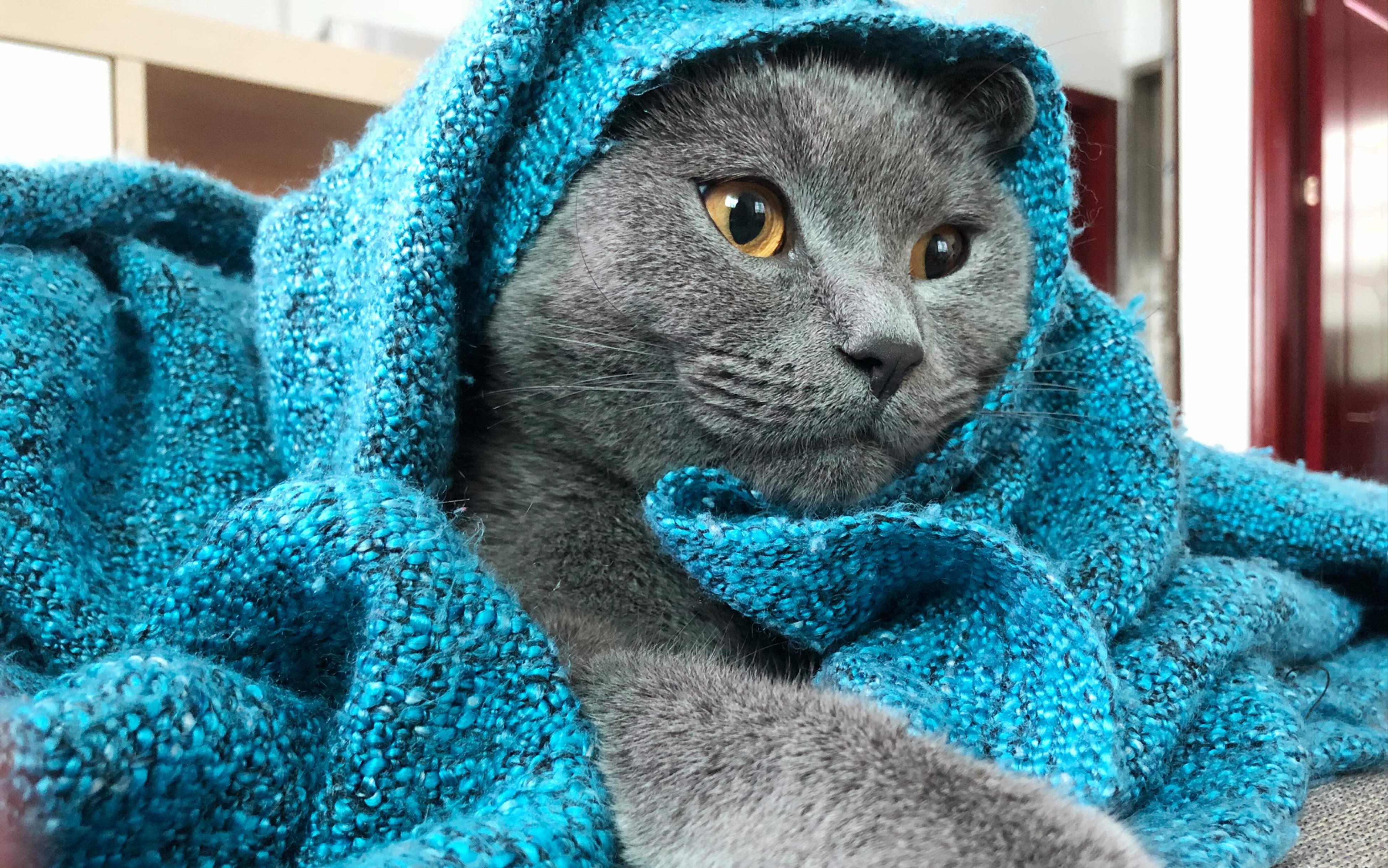 【两狗一猫的星人】猫狗拔河,你有看过吗?点进来