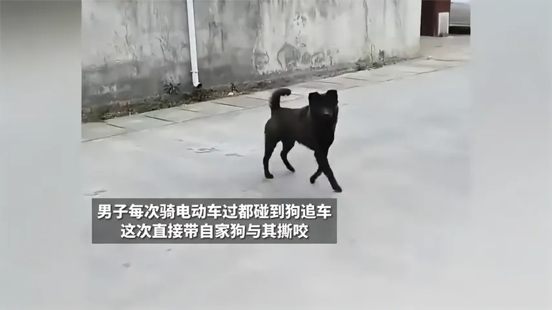 男子每次路过都被狗追着咬,气不过带着自家狗去“报仇”