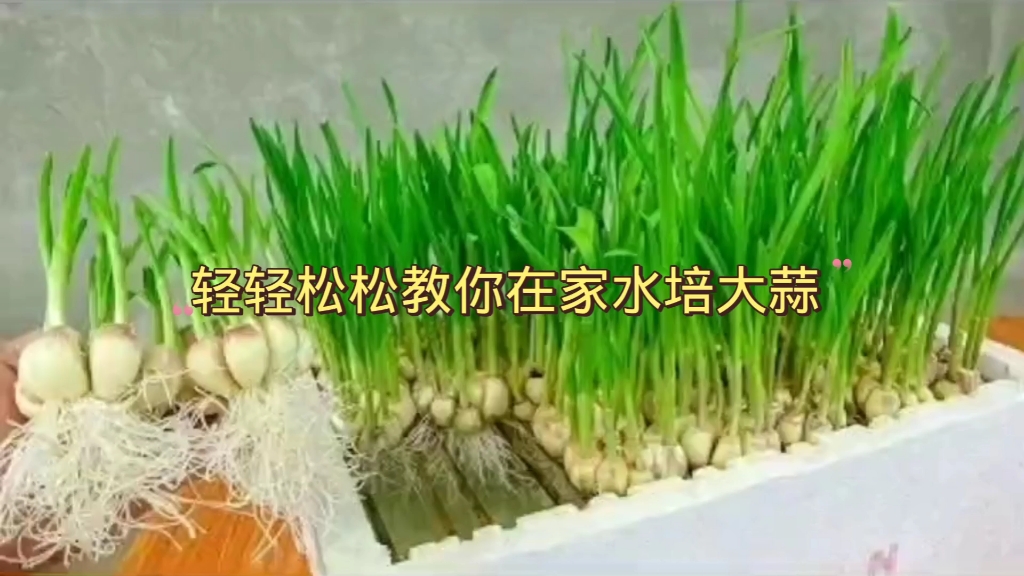 轻轻松松教你在家水培大蒜