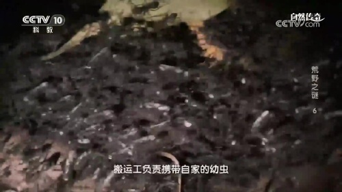 行军蚁失明后的神秘交流方式:通过触碰与化学信号传递信息
