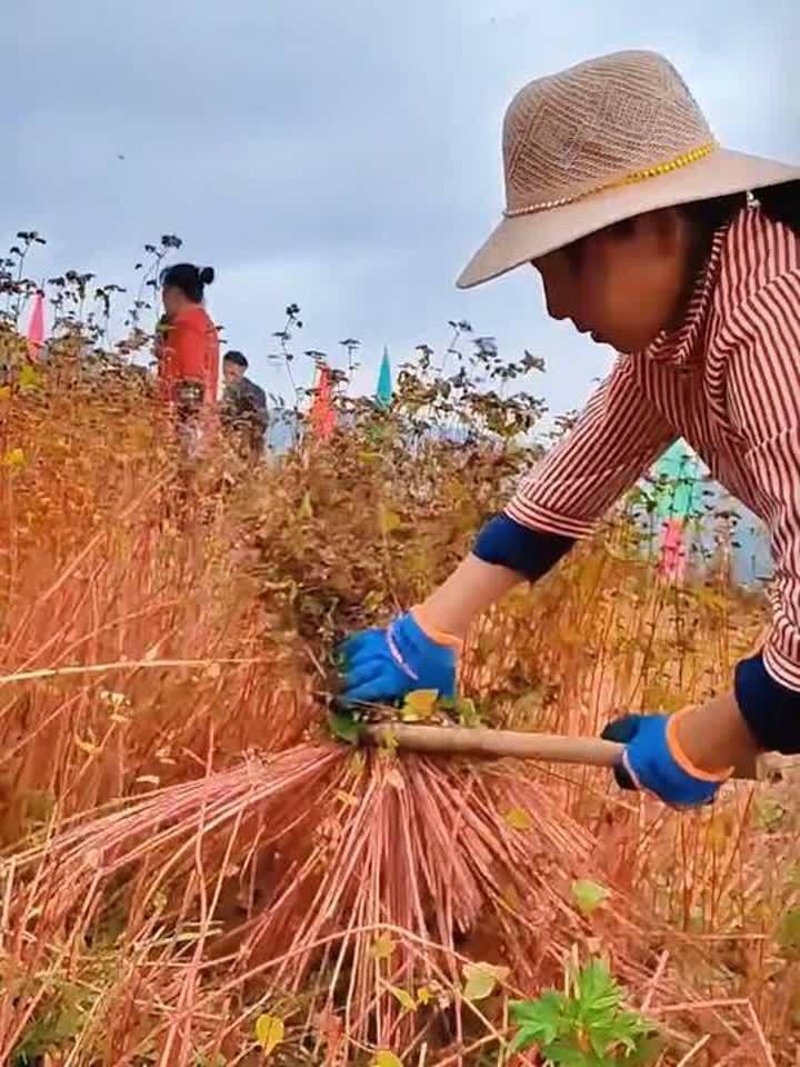 收荞麦啦 传统手工收割,你们那边也这样收割吗? 农村生活 荞麦 麦子熟了