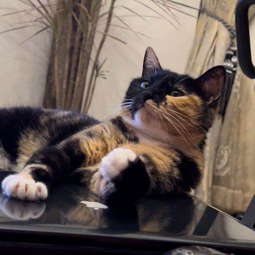 黑猫舰花队长 