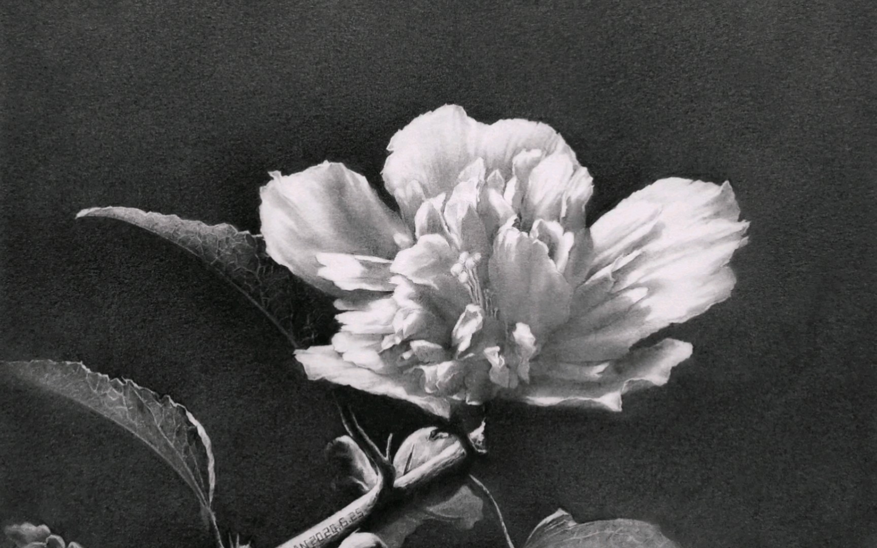 素描花卉—木槿花