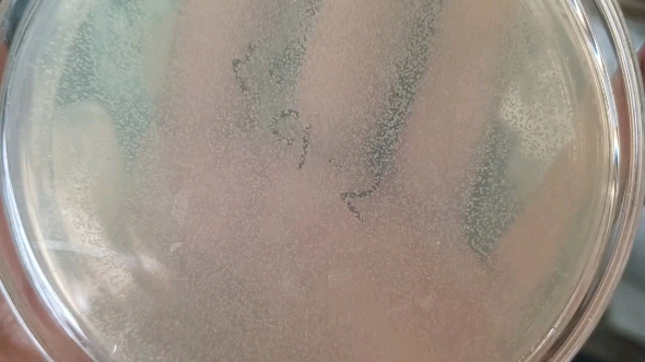 中药提取物想做mic,但是不溶于培养基,微量稀释法中成分析出,咋办啊,...