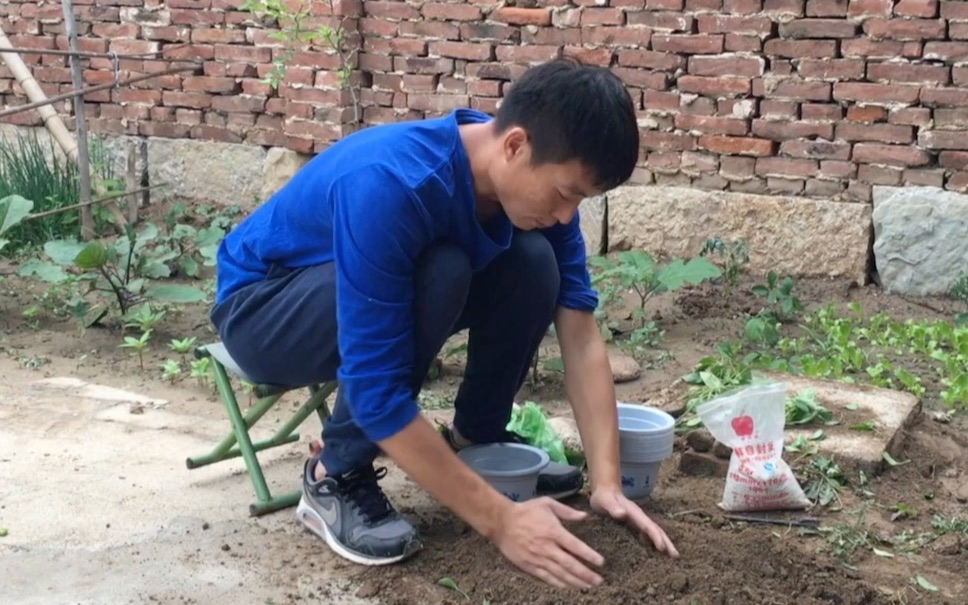 如何在花盆中种出又细又长的线辣椒,定植移苗期怎样施肥?