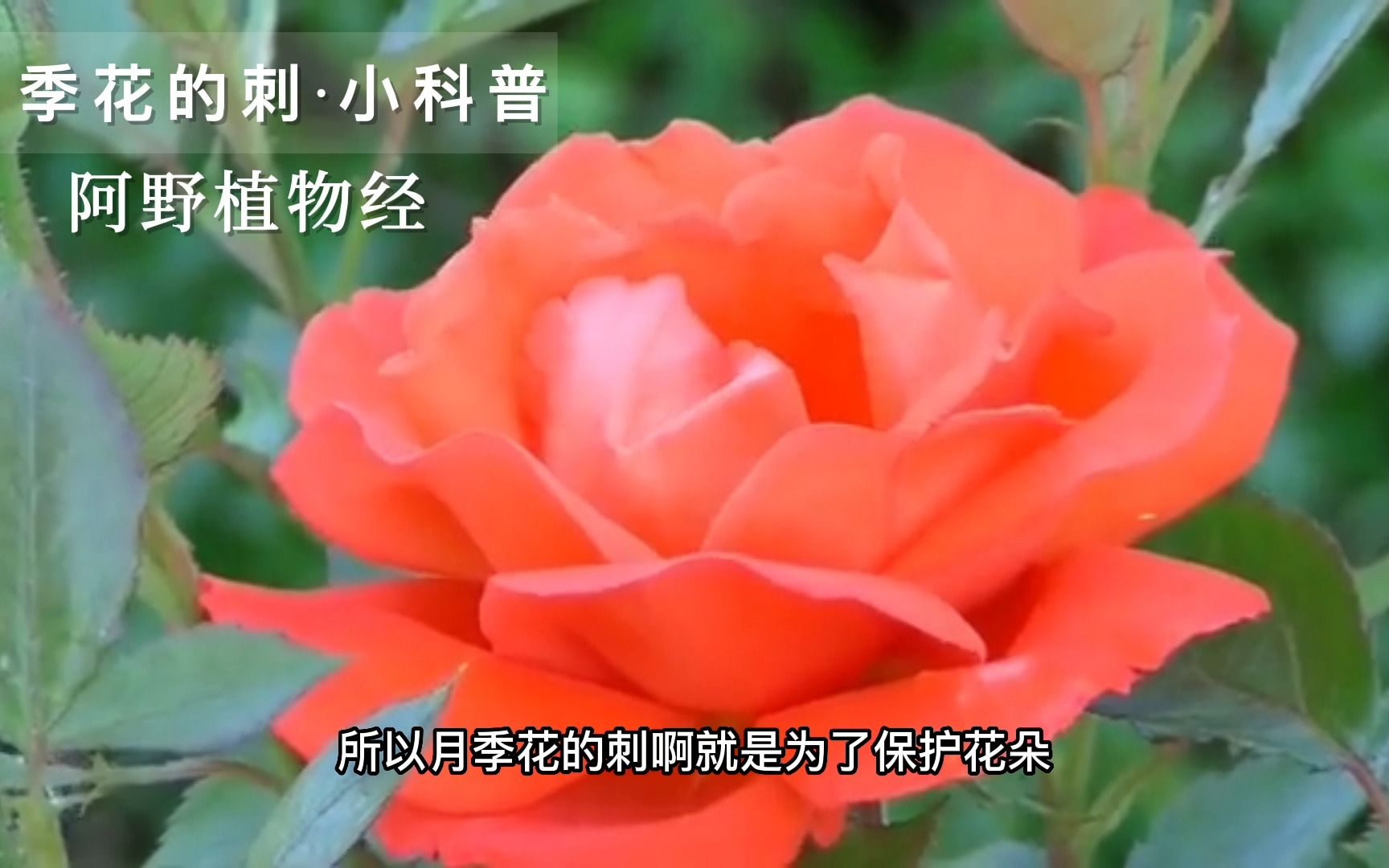 月季花的刺,由变态茎形成,原本为了保护自己,太美了还是躲不过