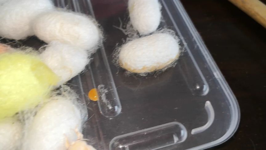 在蚕茧里,进化了近一个月的蚕,终于破茧成蛾了