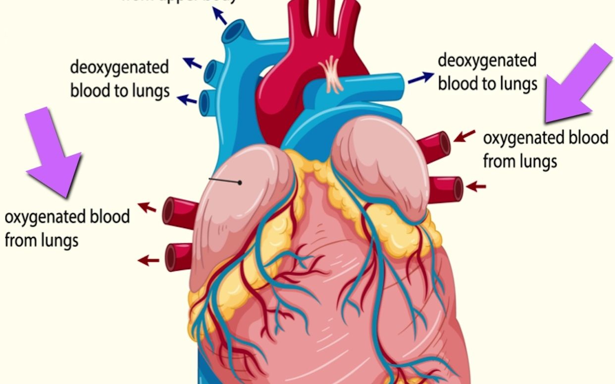 医学英语课程 | 人体心脏的血液流动