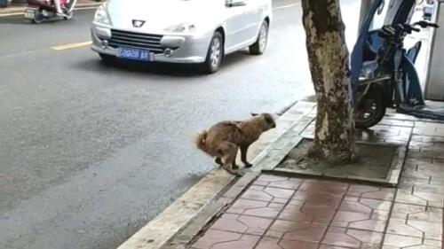 回家路上遇到的一条狗,听到音乐就扭起来,见识了!