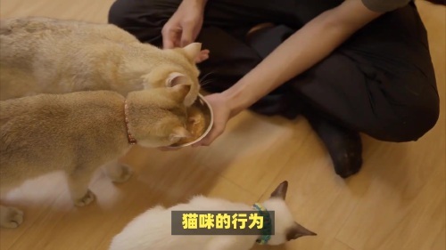 借助加速度传感器技术,深入了解猫咪的日常活动与健康需求