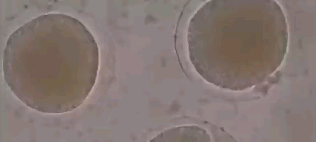 一代试管体外自主受精过程