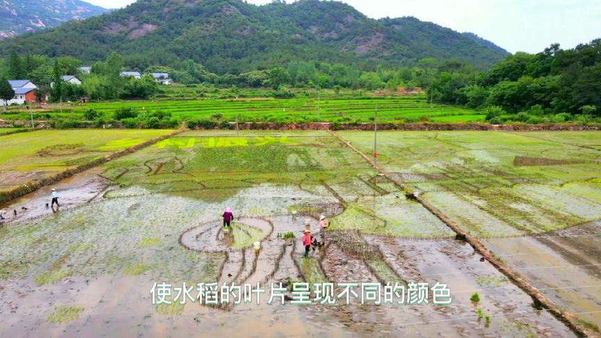 灵山镇稻田画又开始栽种了,今天我们看看稻田画是怎样形成的吧!