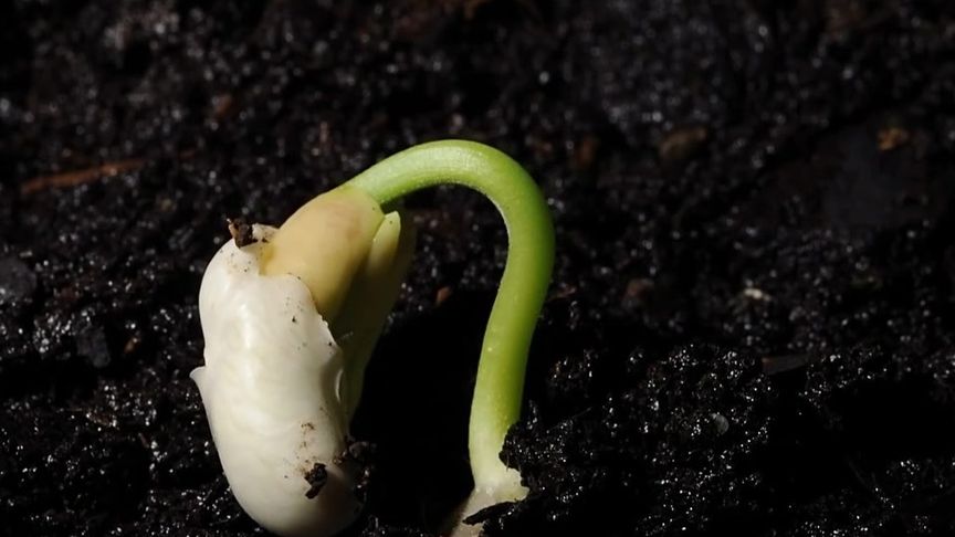1个星期,记录豌豆从种子到萌芽的过程,种子的力量太神奇了