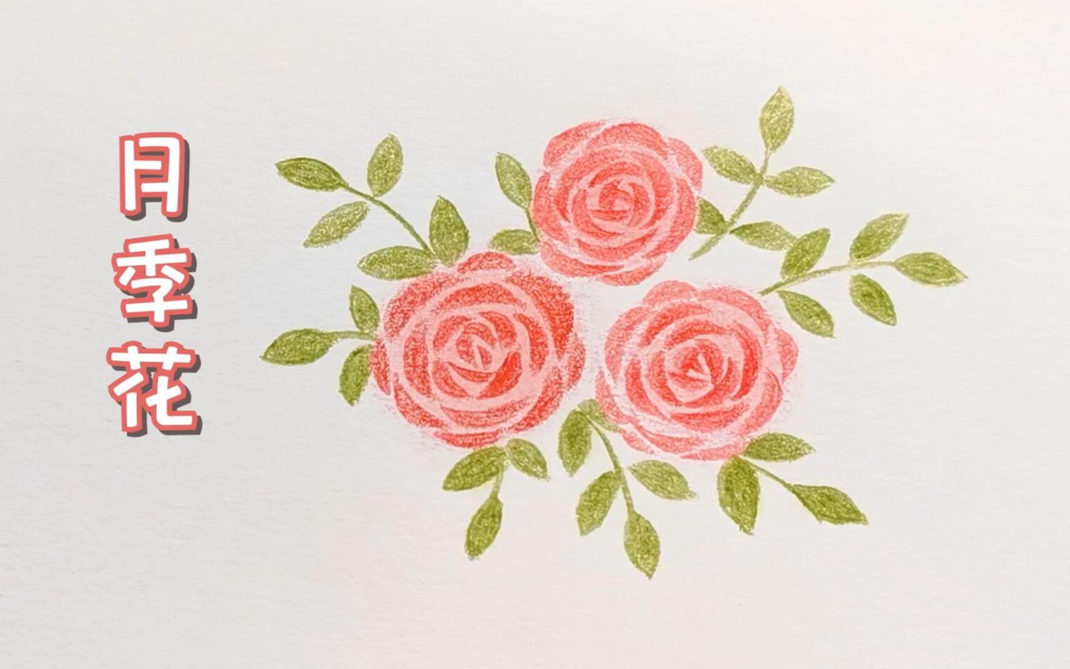 彩铅画入门:月季花。简单又可爱的画风,一学就会