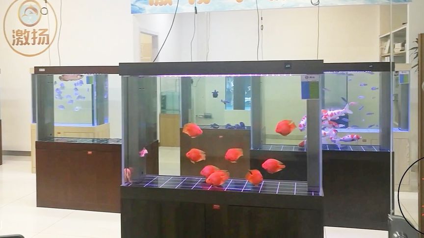 工科男设计新型鱼缸,过滤系统没见过,鱼缸底柜一根管件也没有