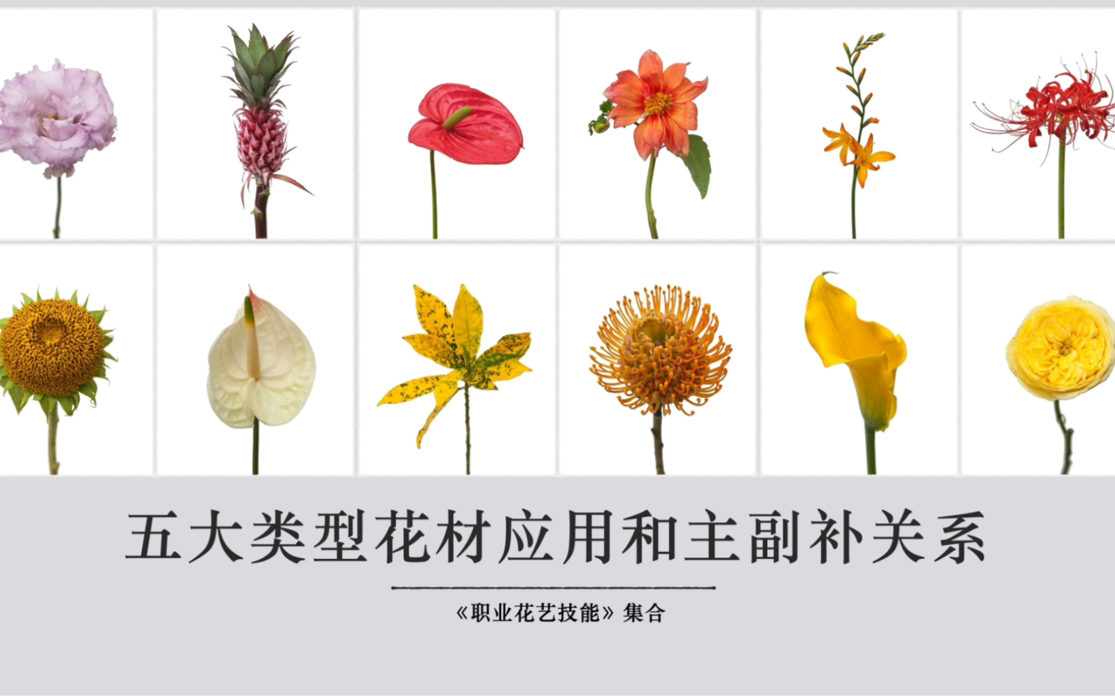 花艺中“五大类型花材应用和主副补关系”