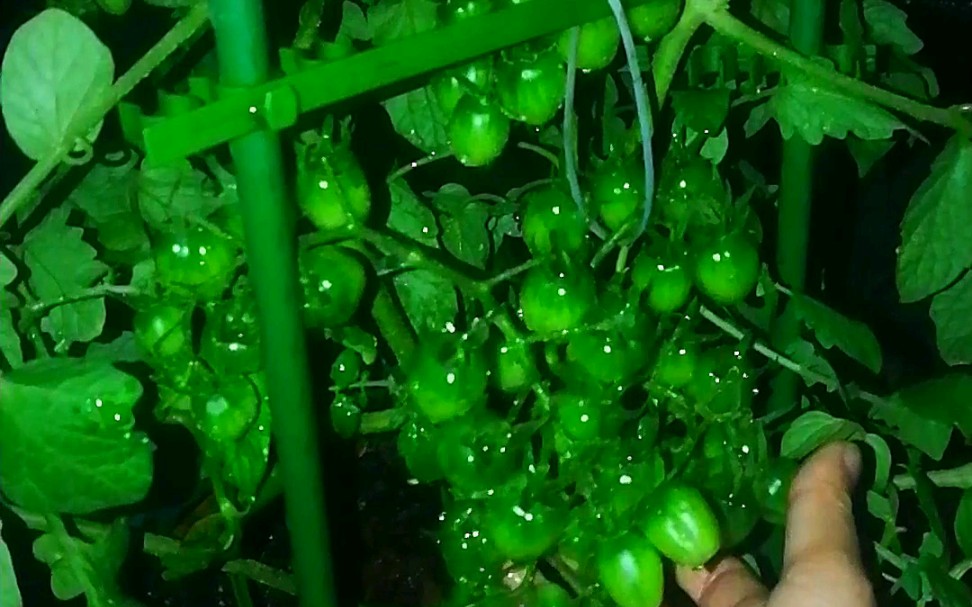 种植坑里的日常-高产似母猪的盆栽番茄