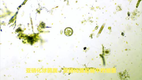 硝化细菌属于自养还是异养型细菌?硝化细菌的作用及使用方法