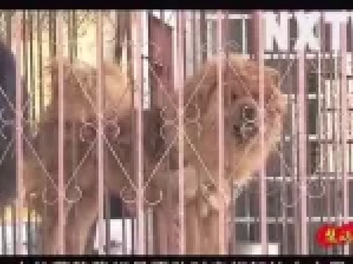 纯种藏獒电视纪录片