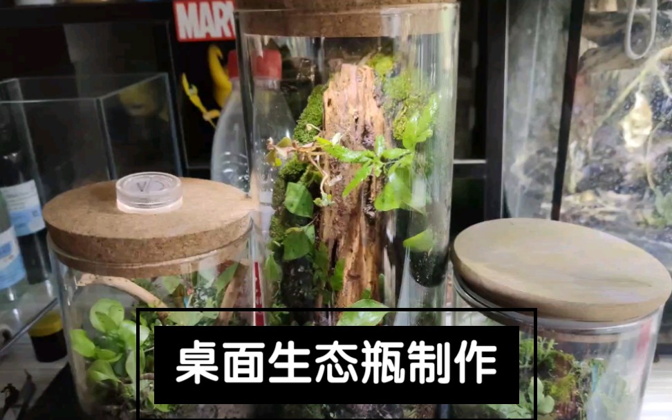 简单的玻璃瓶生态瓶制作