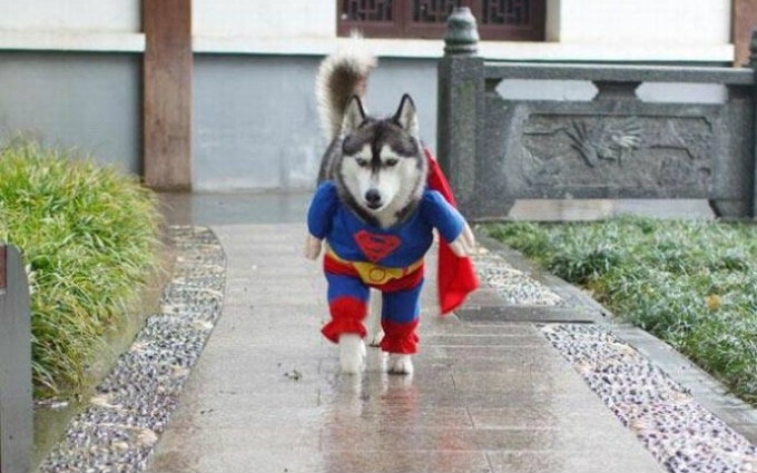 【合集】动物排行榜1~17大合集 人类弱爆了