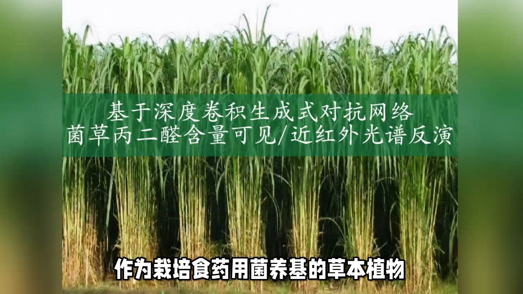 科研 菌草丙二醛含量反演精度与预测性能