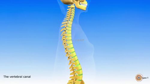 你的脊梁骨还正常吗?3d建模 脊柱 三维建模 神经 人体
