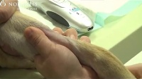 【视频】留置针使用视频
