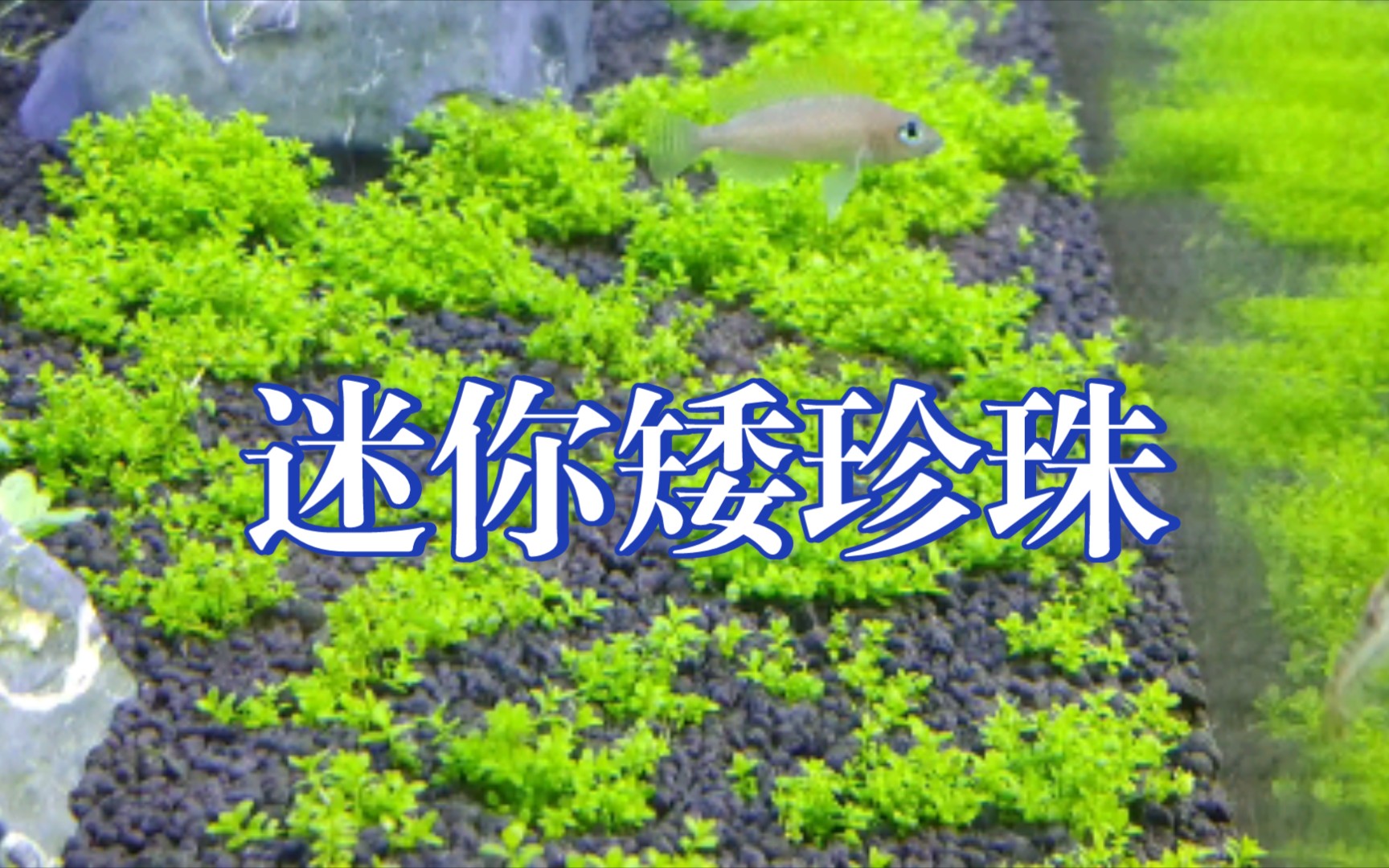 60缸的迷你矮珍珠状态不错,新进两条鱼,30原生缸新进刚果美人和凤凰