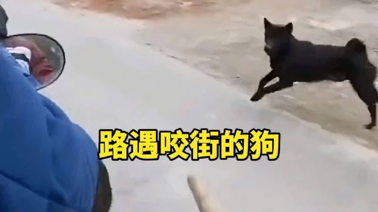 路遇咬街的狗,一棒子制服它