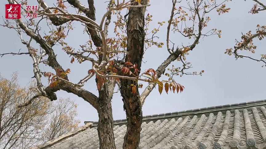 探访山东最早的农村党支部诞生地,百年老屋修缮一新