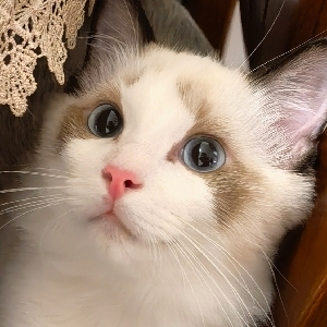 是小披萨啦 
