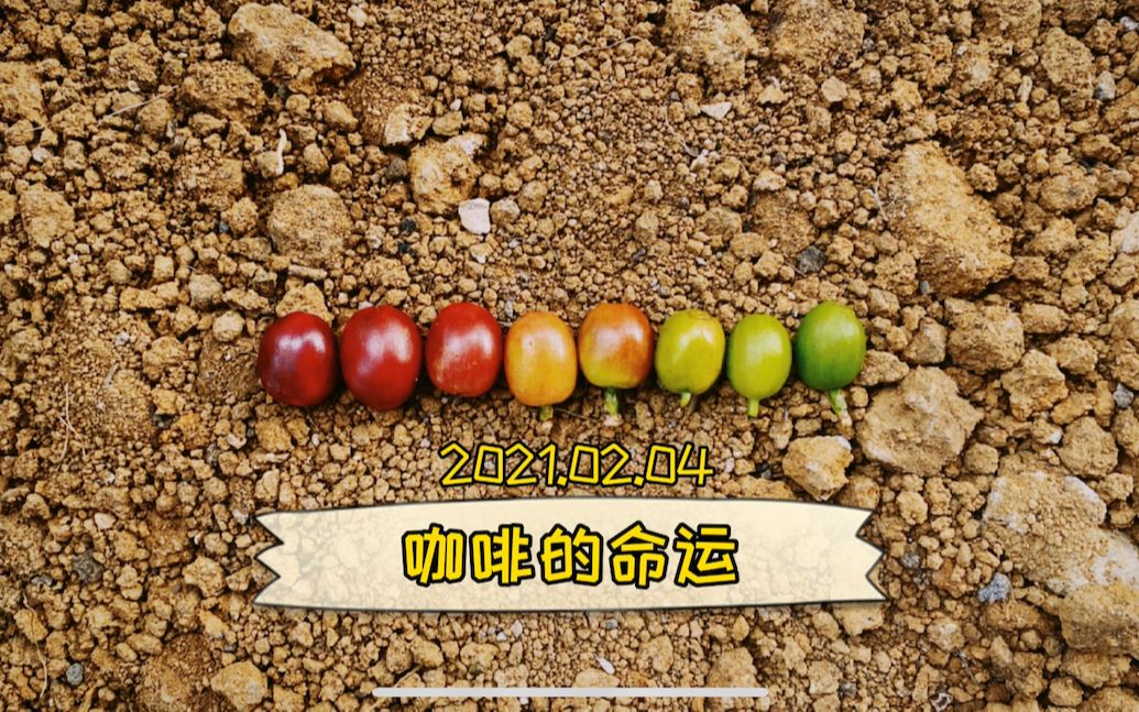 咖啡树的生长过程 | 为什么咱们云南不能大面积种瑰夏呢?