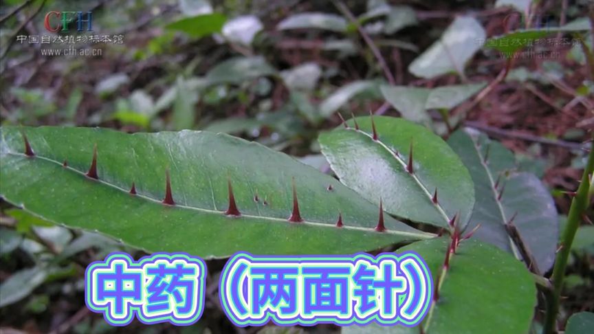 这就是当年电视广告很火的植物(两面针)它的用途非常广。